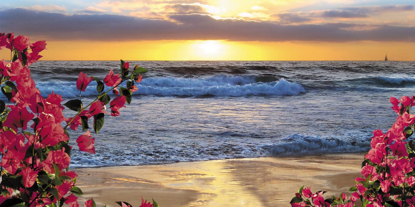Bougainvillea at the Beach