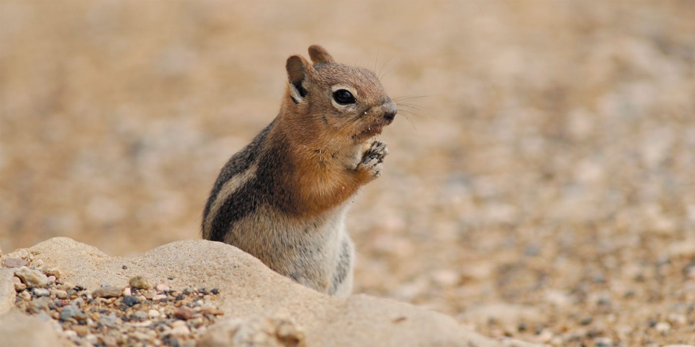 Chipmunk