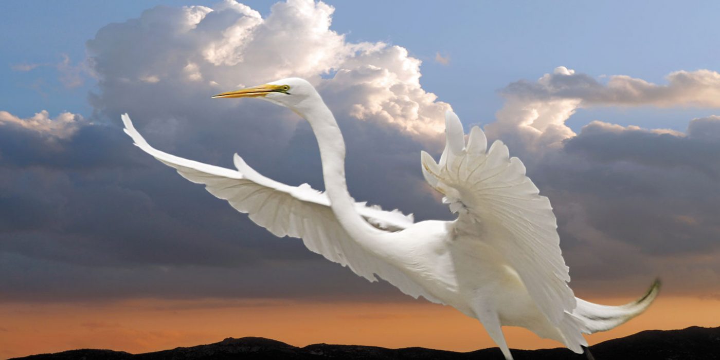 Egret at Sunset
