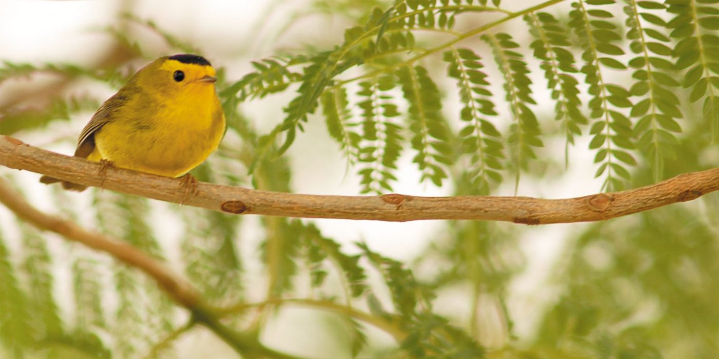 Yellow Finch